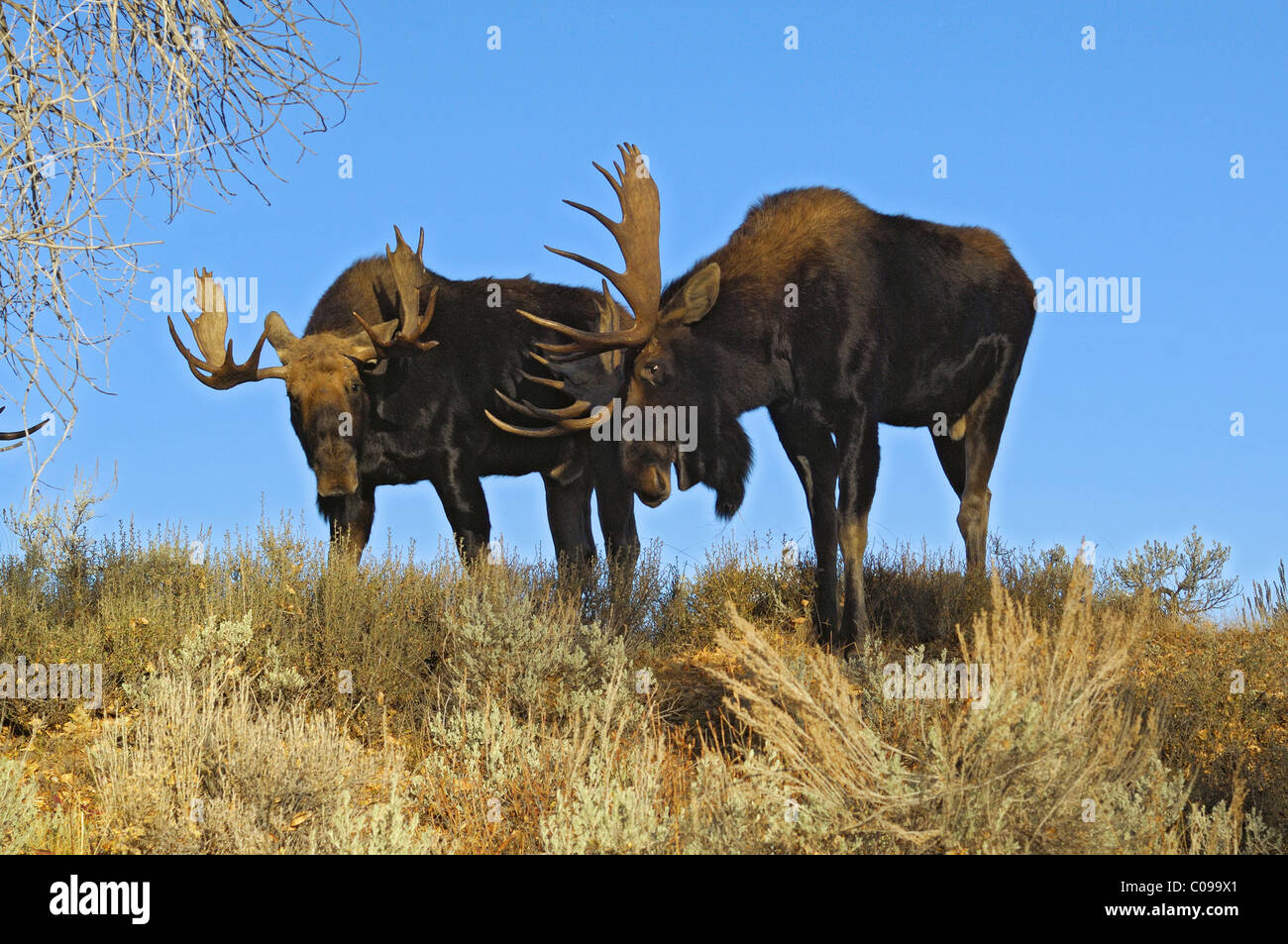 Bull moose fighting hi-res stock photography and images - Alamy