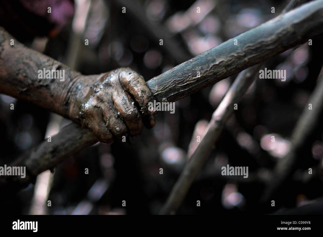 A Colombian woman holds the root of a tree while picking up a shellfish ...