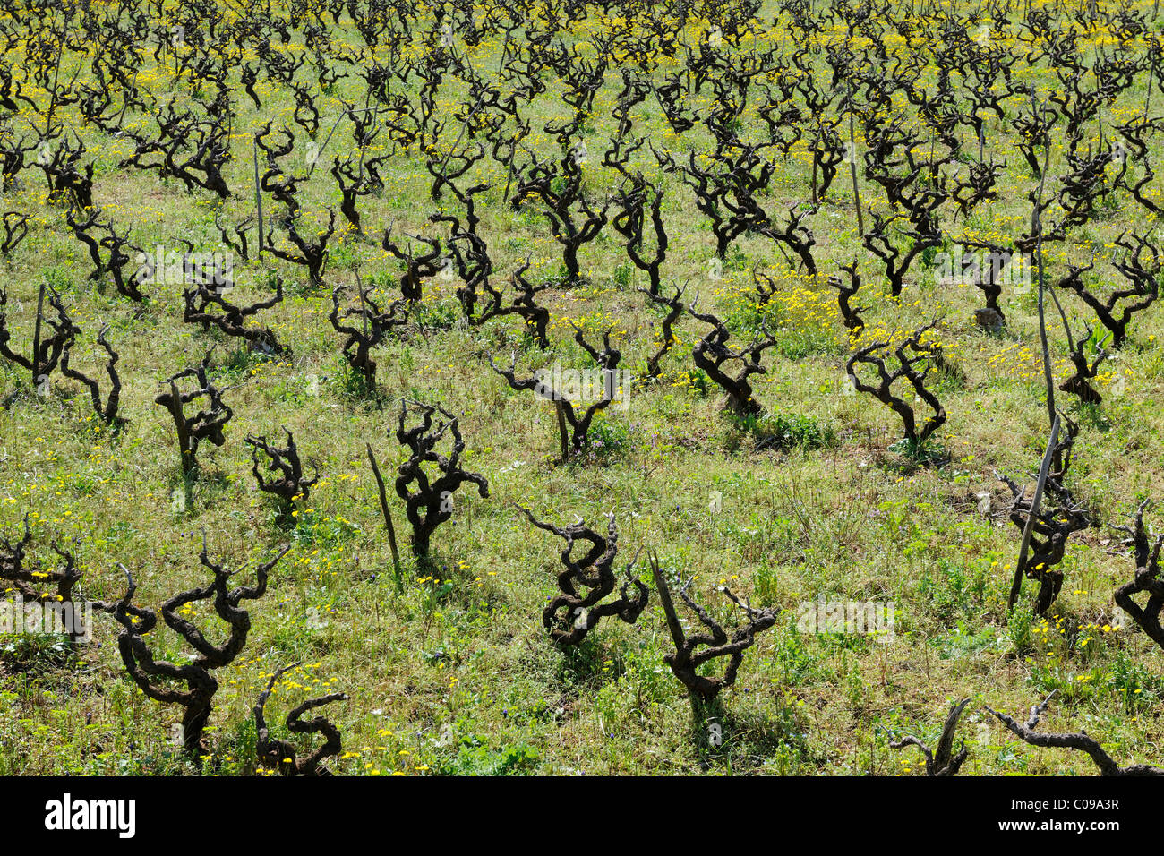 Balkan peninsula flora hi-res stock photography and images - Alamy