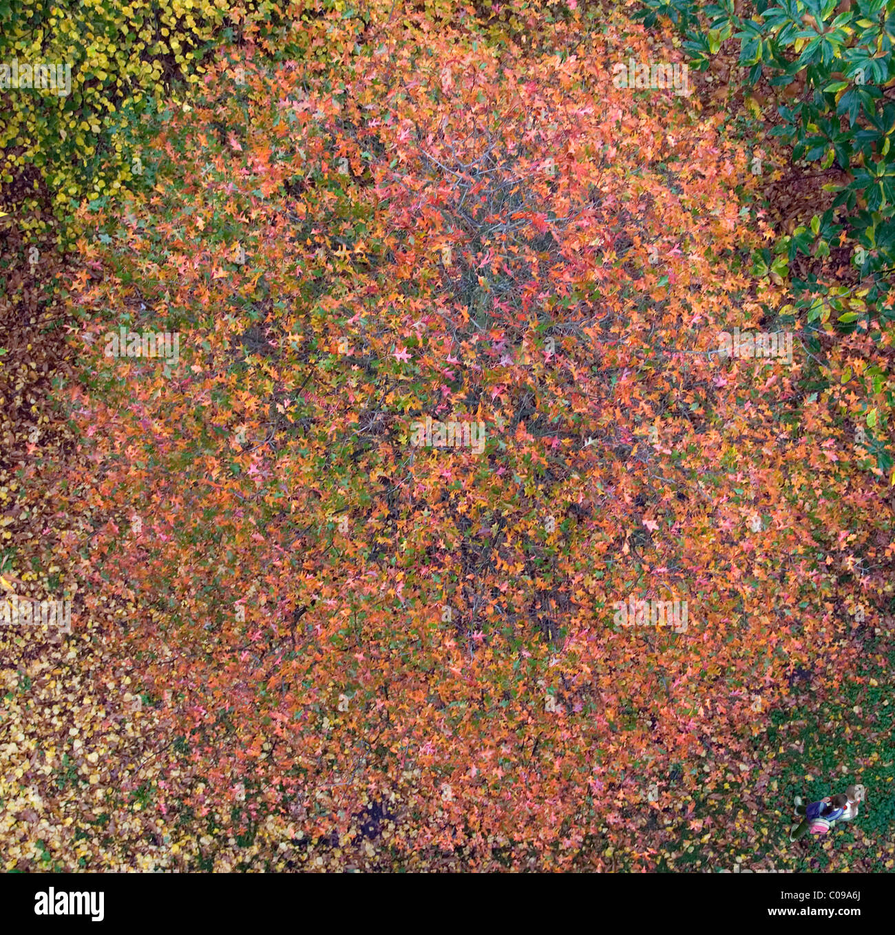 Treetop walkway kew autumn hi-res stock photography and images - Alamy