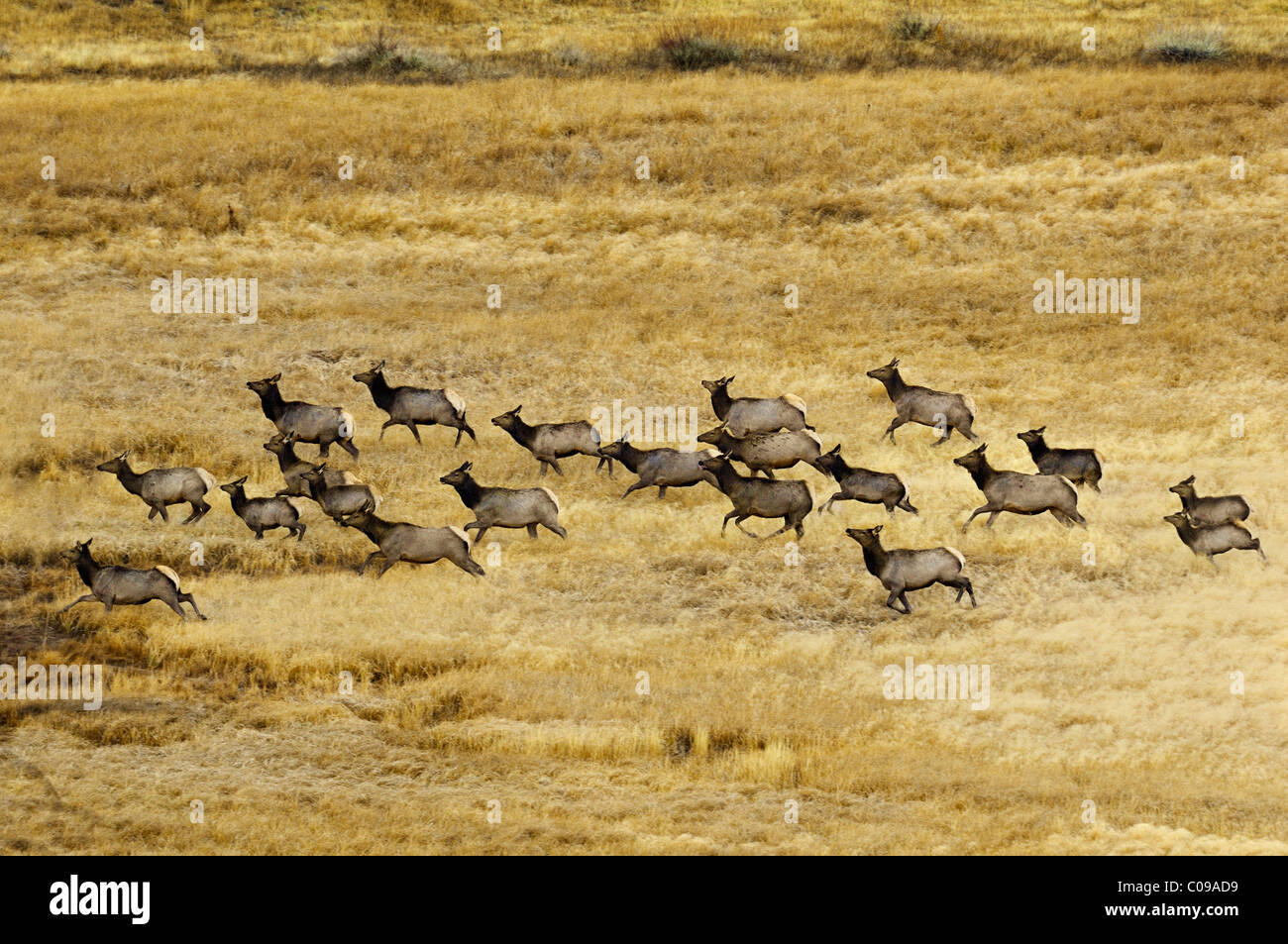 Elk Running Hard in a golden meadow Stock Photo - Alamy