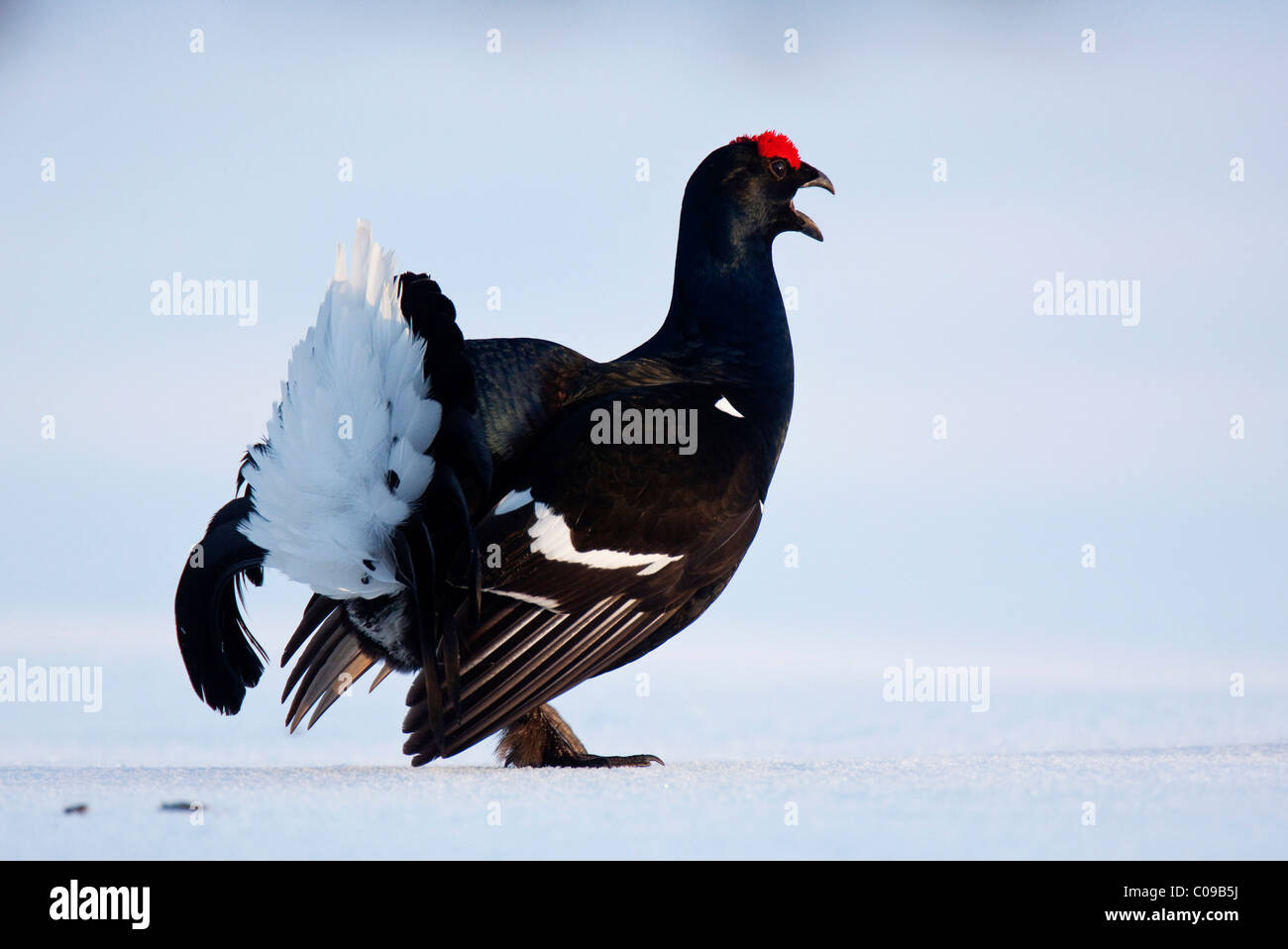 Black Grouse (Lyrurus tetrix, Tetrao tetrix), courting, Sweden ...