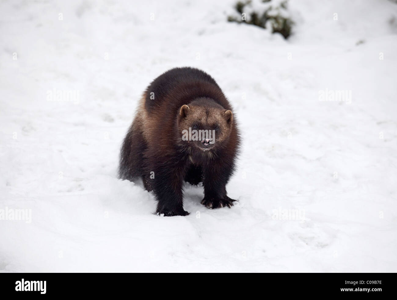 Wolverine (Gulo gulo) in winter, Jaervzoo, Hamra, Sweden, Europe Stock ...
