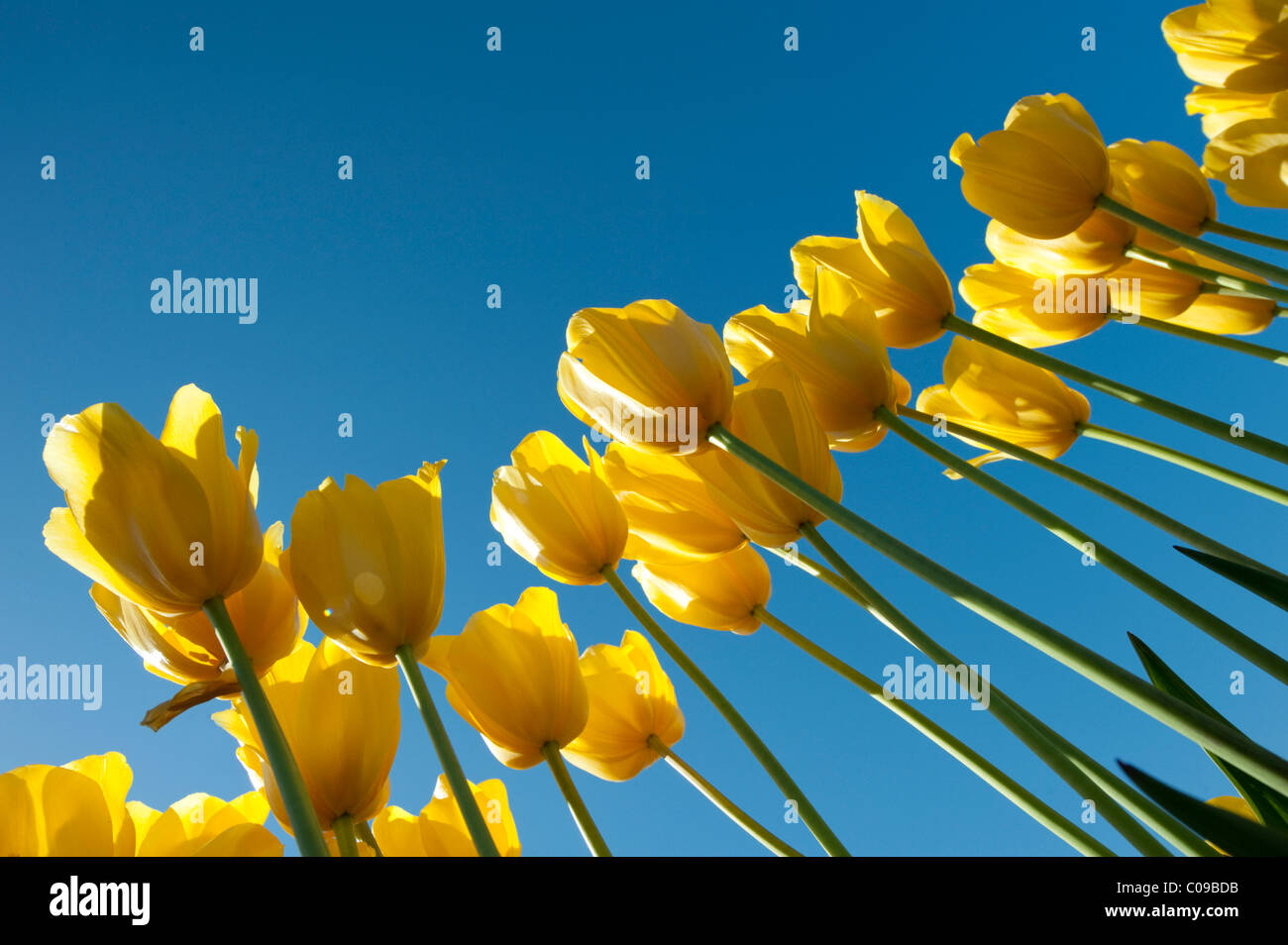Tulipa n hi-res stock photography and images - Alamy