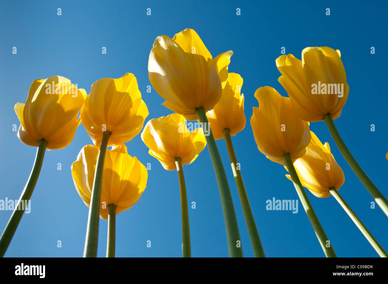 Tulipa n hi-res stock photography and images - Alamy