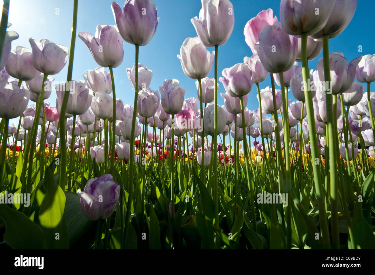 Tulips (Tulipa), Texel, Netherlands, Europe Stock Photo - Alamy