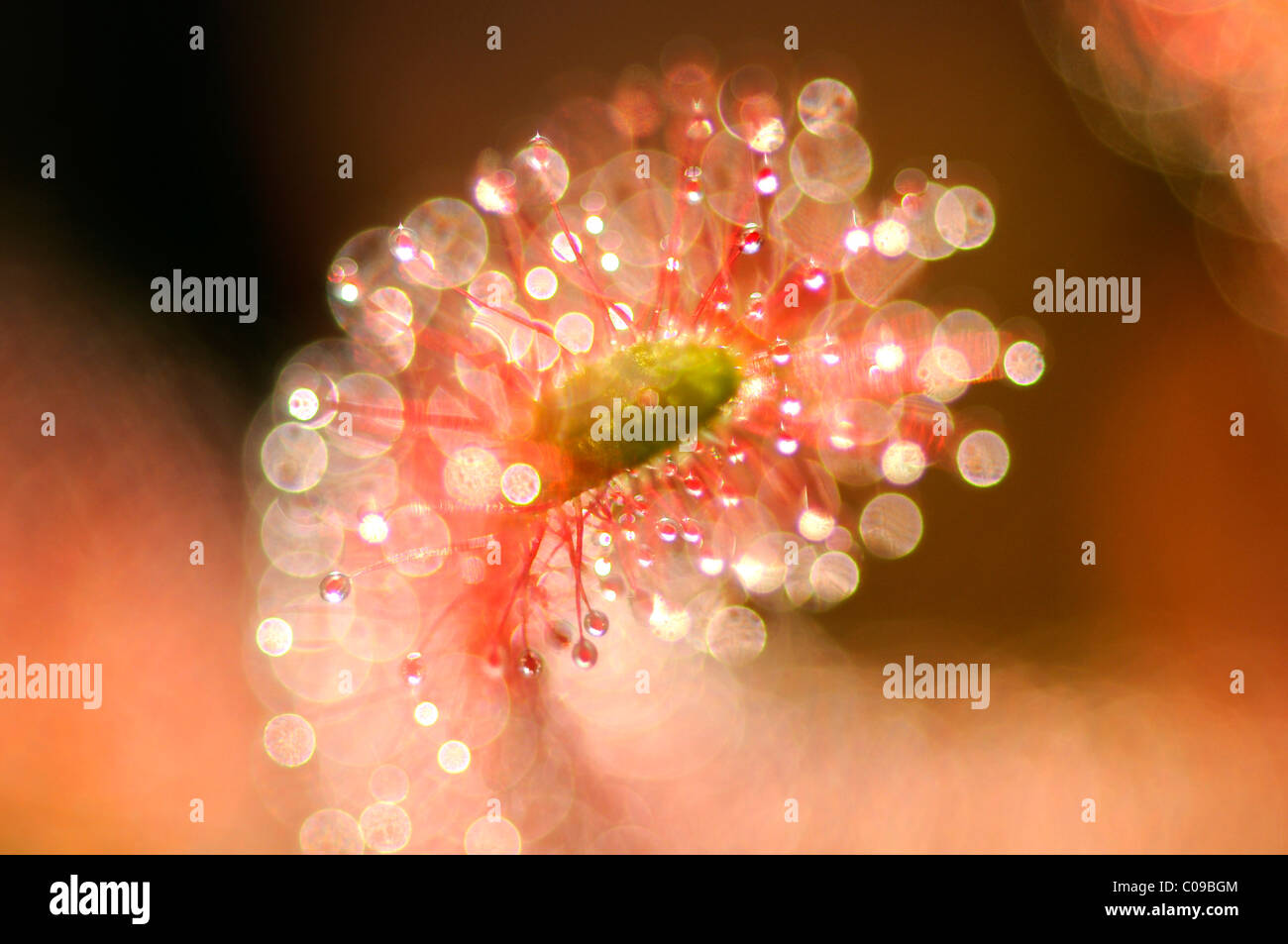 Detailed view, Cape sundew (Drosera capensis Stock Photo - Alamy