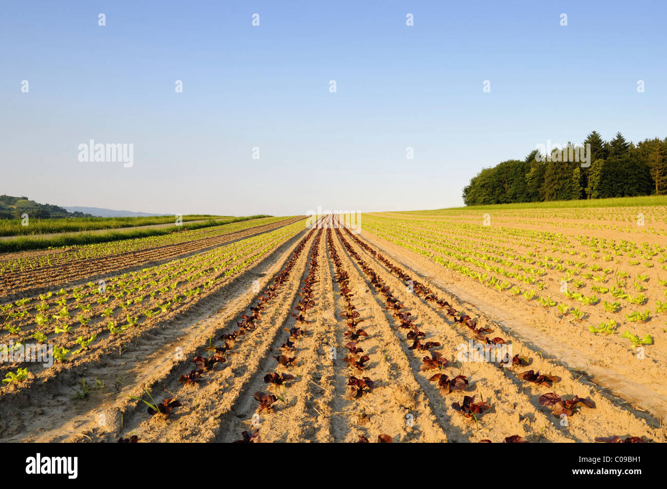 Ack ack farm hi-res stock photography and images - Alamy