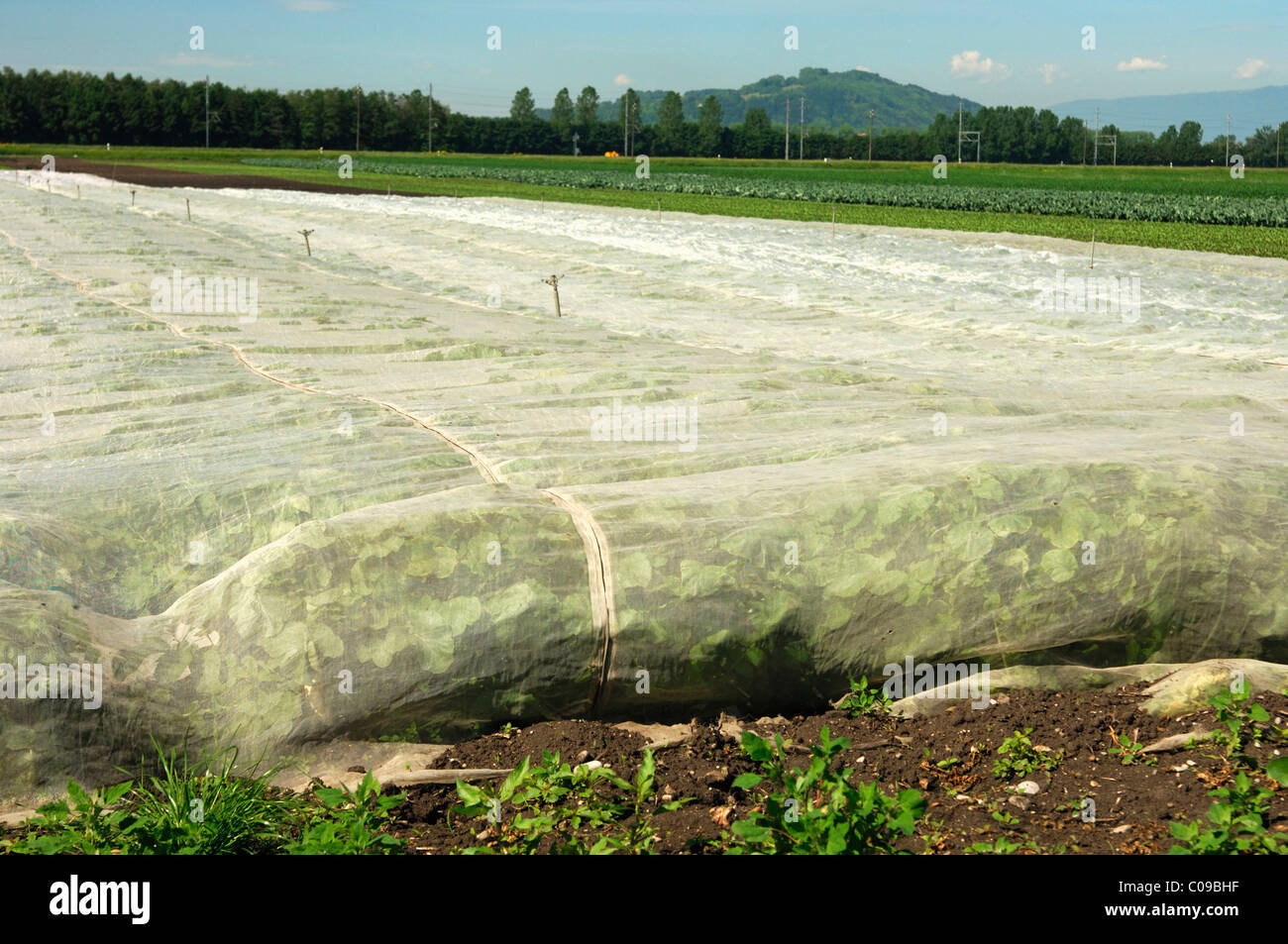 Use of crop protection nets for protection against infestation by the ...