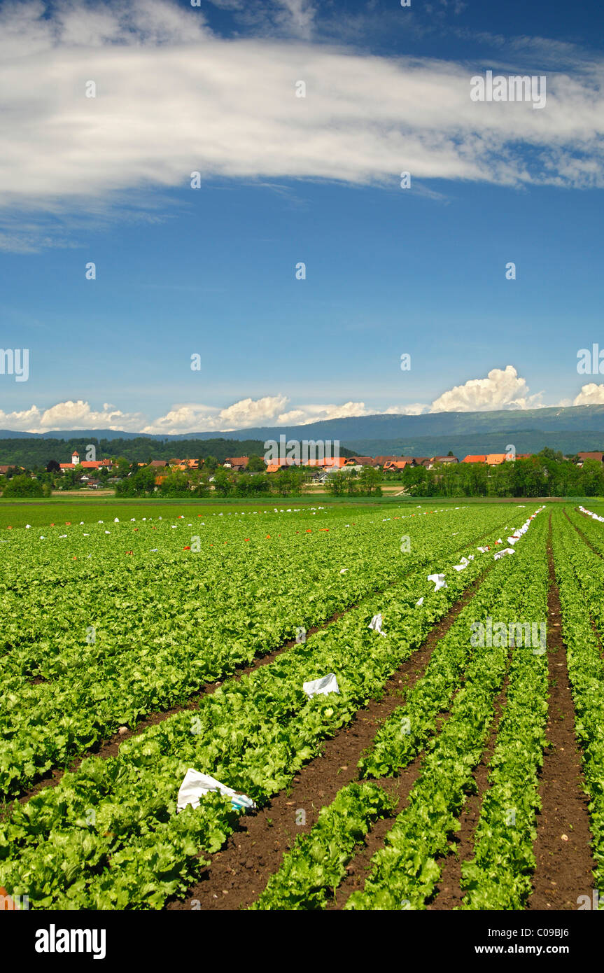 Outdoor cultivation of Batavia lettuce, Grosses Moos or Grand Marais ...