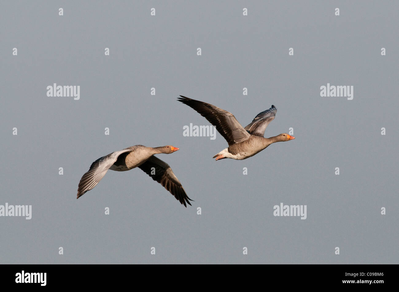Geese of europe hi-res stock photography and images - Alamy