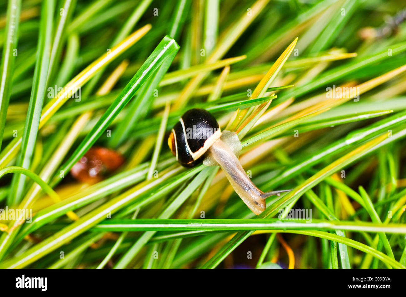 White-lipped snail (Cepaea hortensis Stock Photo - Alamy