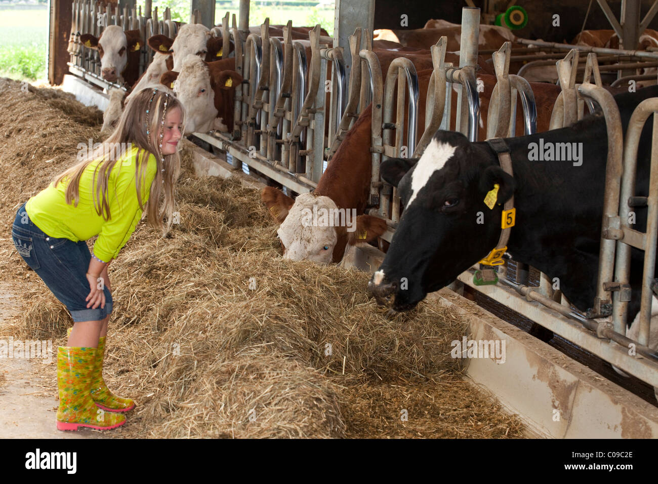 Girl, 8 years, in a cow barn, feeding cows Stock Photo - Alamy