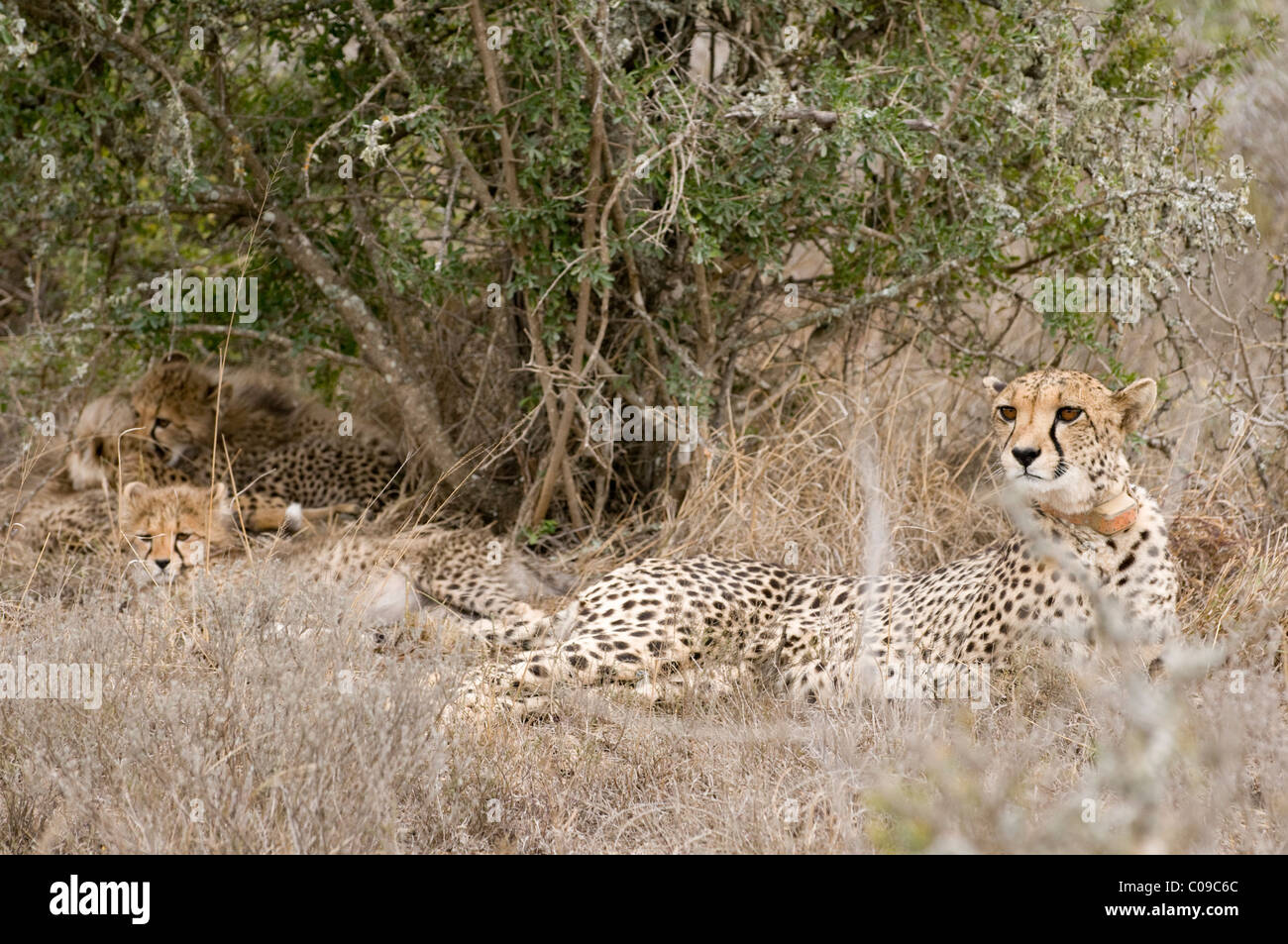 Family of cheetahs, Kwandwe Game Reserve, Eastern Cape, South Africa ...