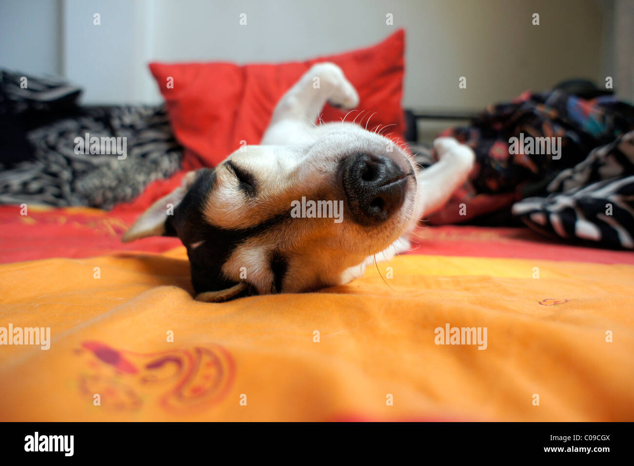 Jack hi-res stock photography and images - Alamy
