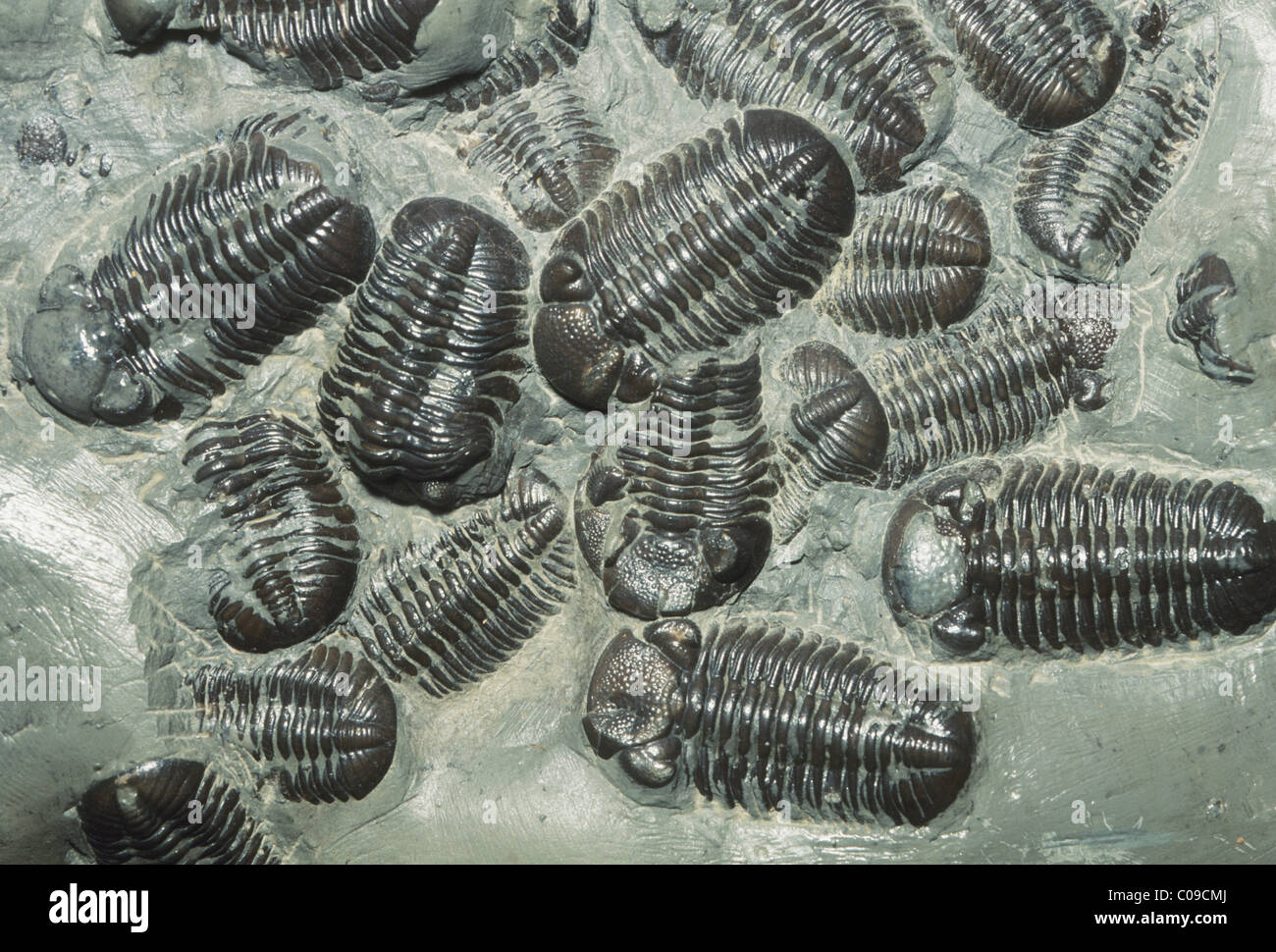 Fossil Trilobites, (Phacops or Eldredgeops rana), Devonian, Ontario ...