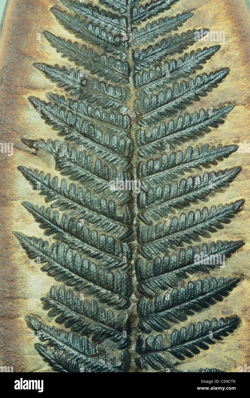 Triassic Fern