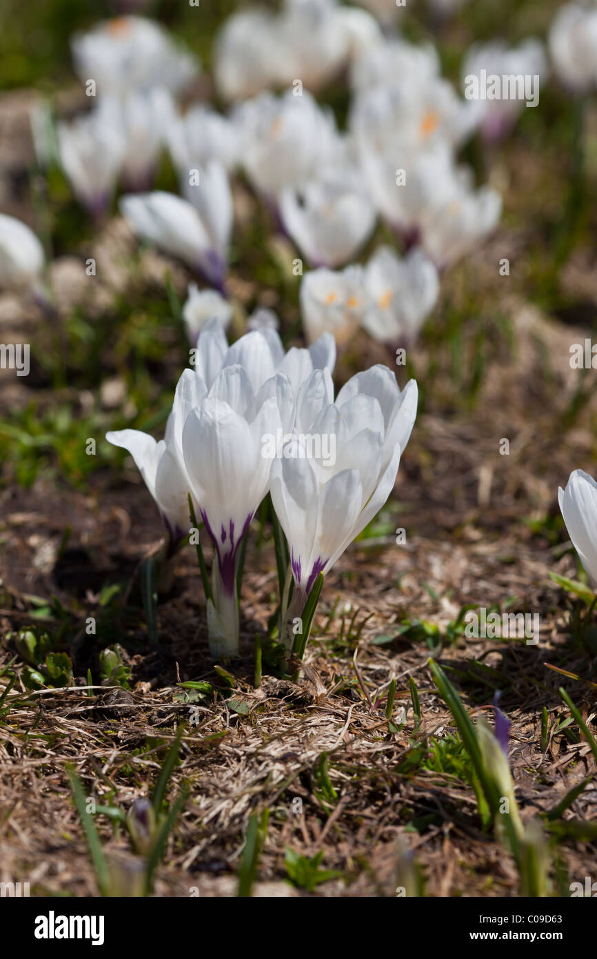 Close up of an early spring white Crocus vernus albiflorus growing in ...
