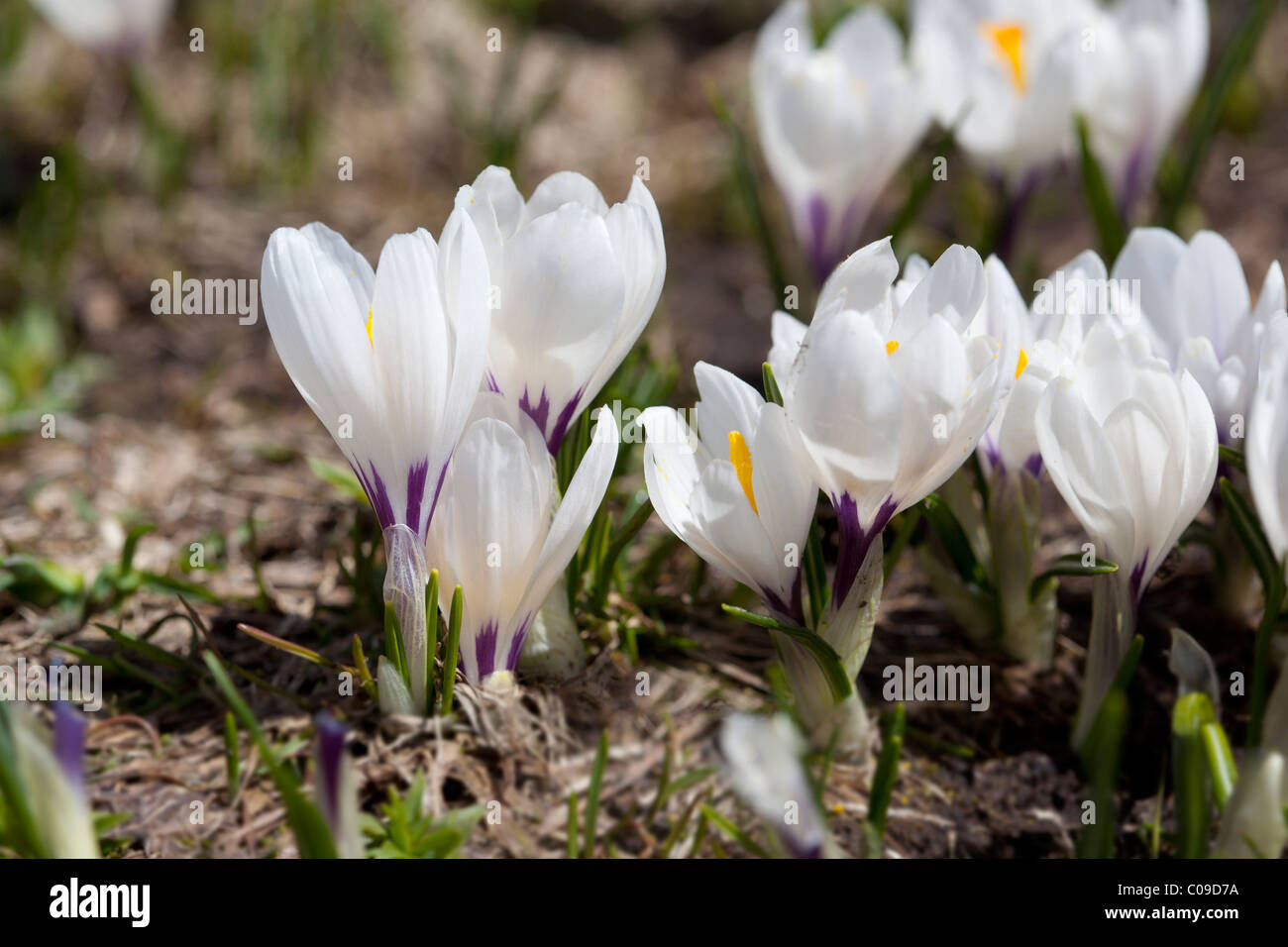 Close up of an early spring white Crocus vernus albiflorus growing in ...