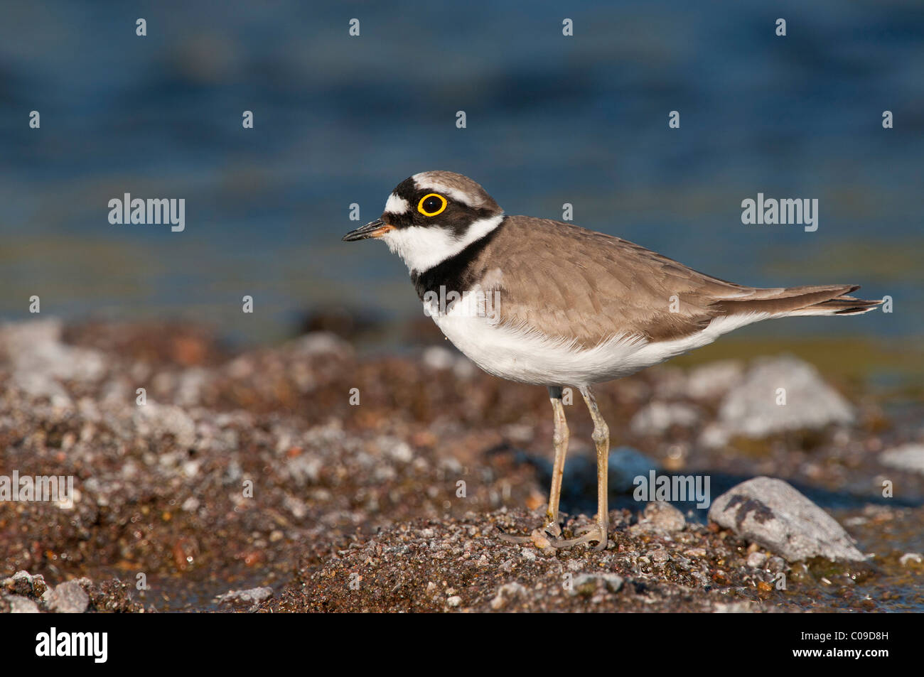 Ringed Plover (Charadrius dubius Stock Photo - Alamy