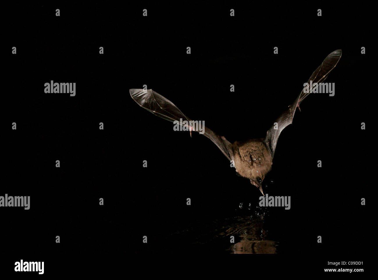 Myotis daubentonii hi-res stock photography and images - Alamy