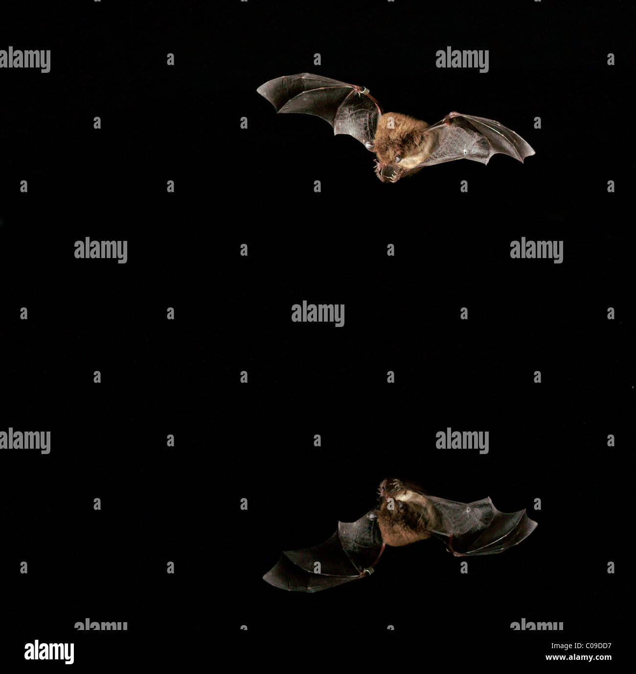 Myotis daubentonii hi-res stock photography and images - Alamy