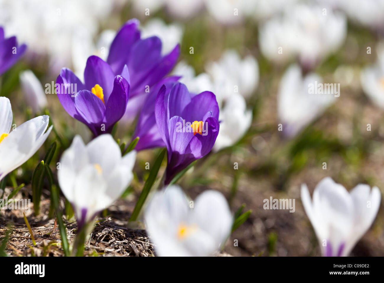 Crocus vernus in meadow hi-res stock photography and images - Alamy