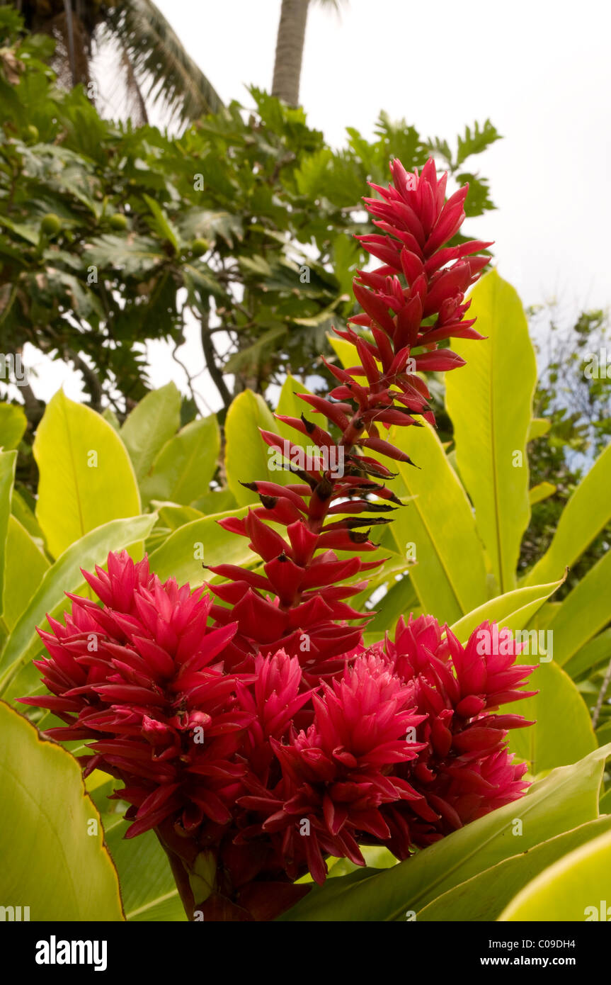 Bluhen rot hi-res stock photography and images - Alamy