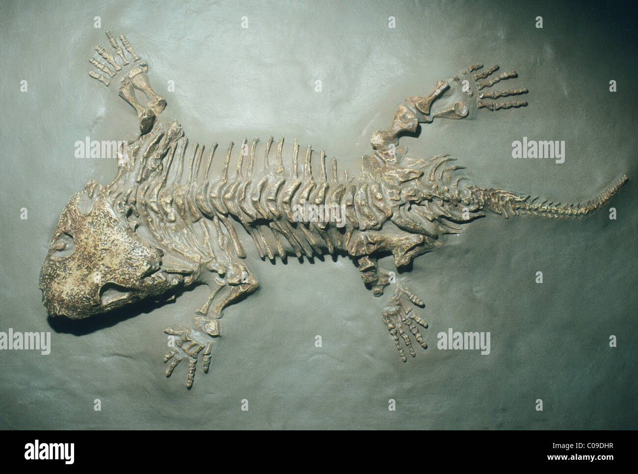 Labyrinthodont hi-res stock photography and images - Alamy