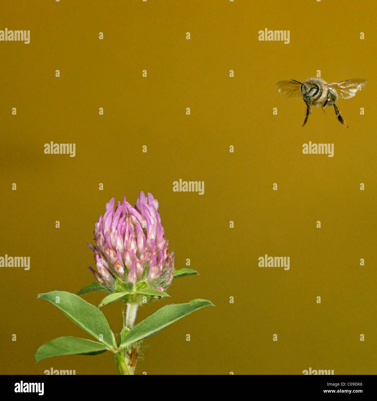 Honey bee (Apis mellifera) in flight Stock Photo - Alamy