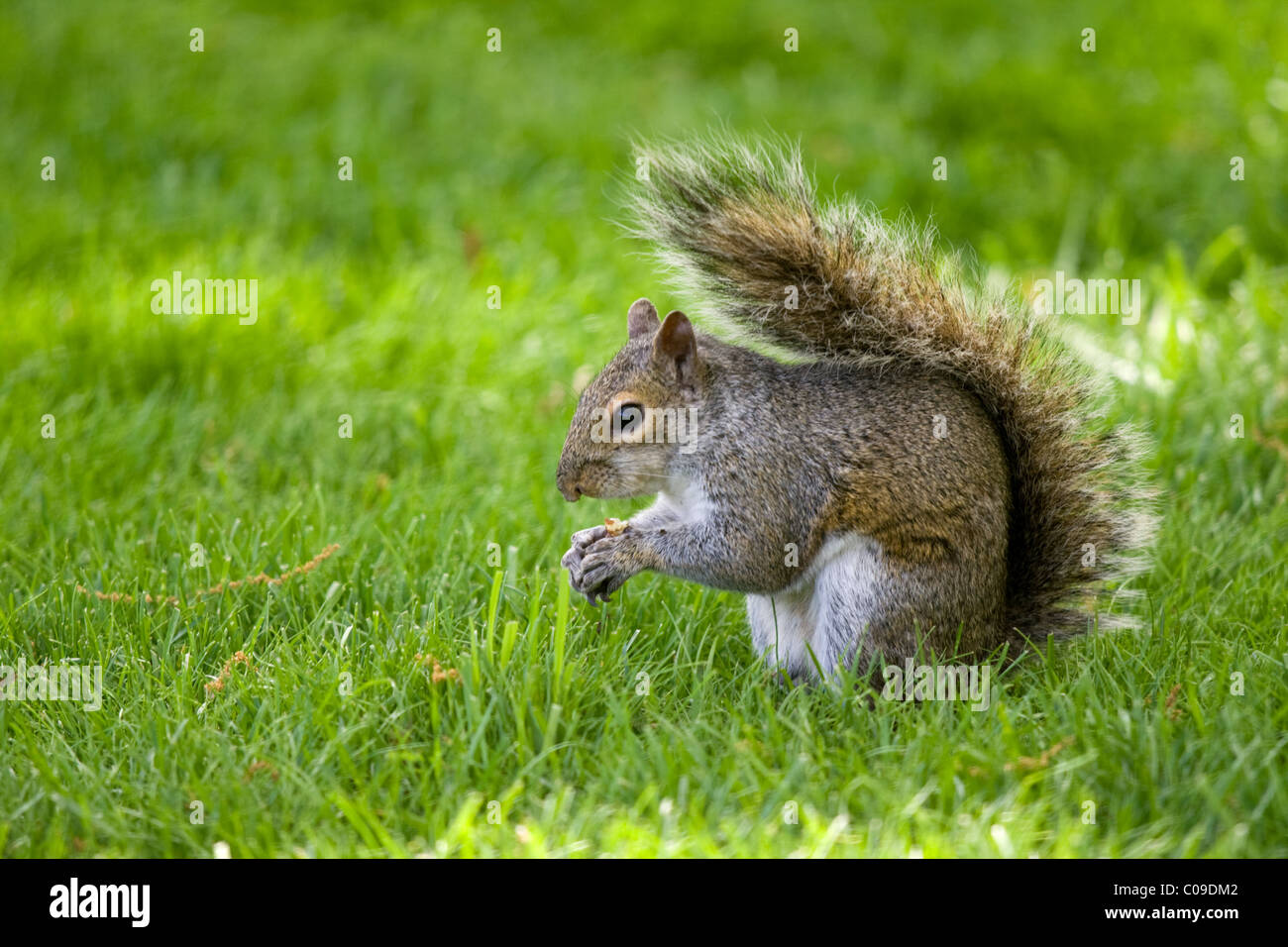 Squirrel in Centarl Park, New York, USA Stock Photo - Alamy