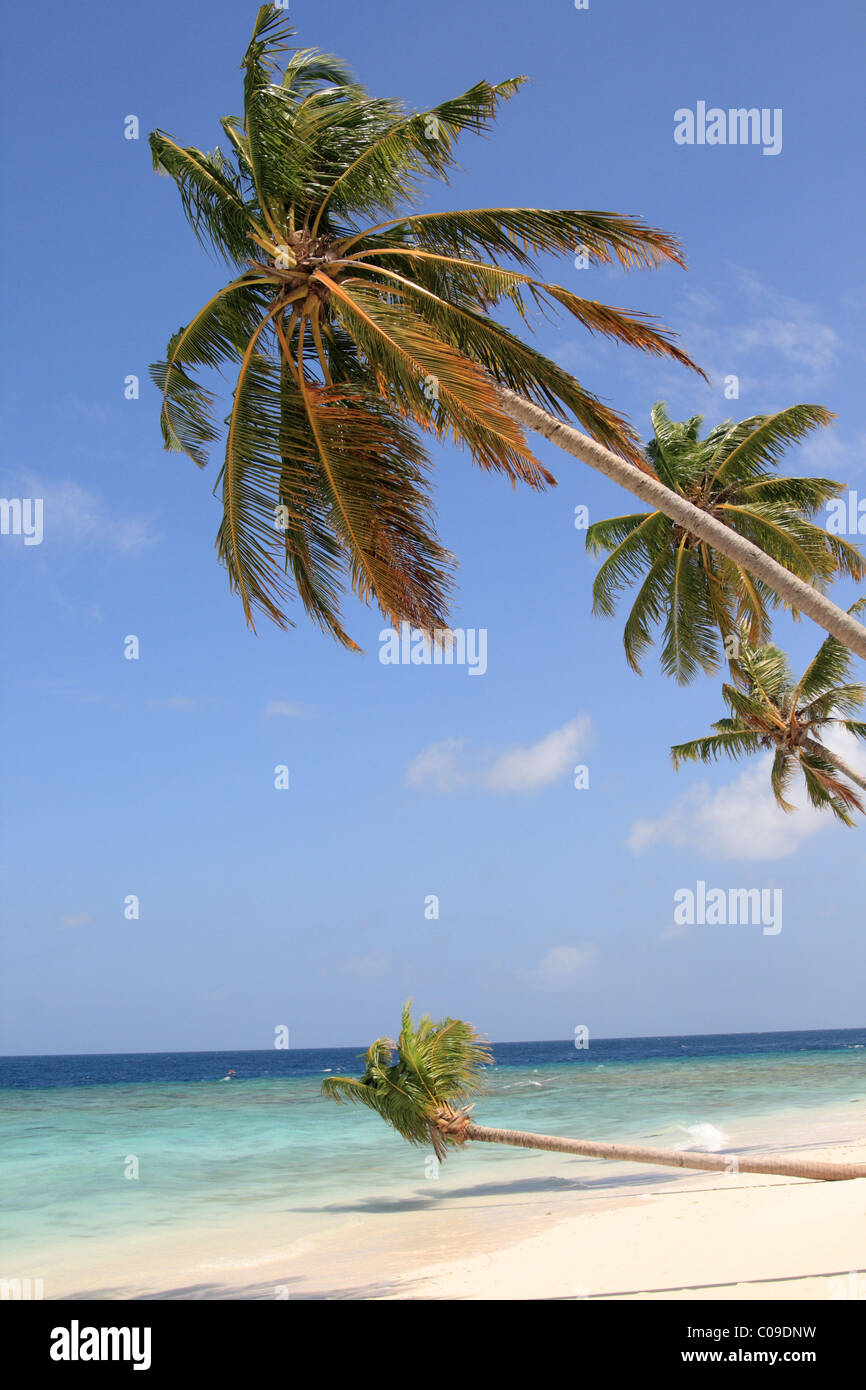 Maldivian sand beach and leaning coconut tree Stock Photo - Alamy