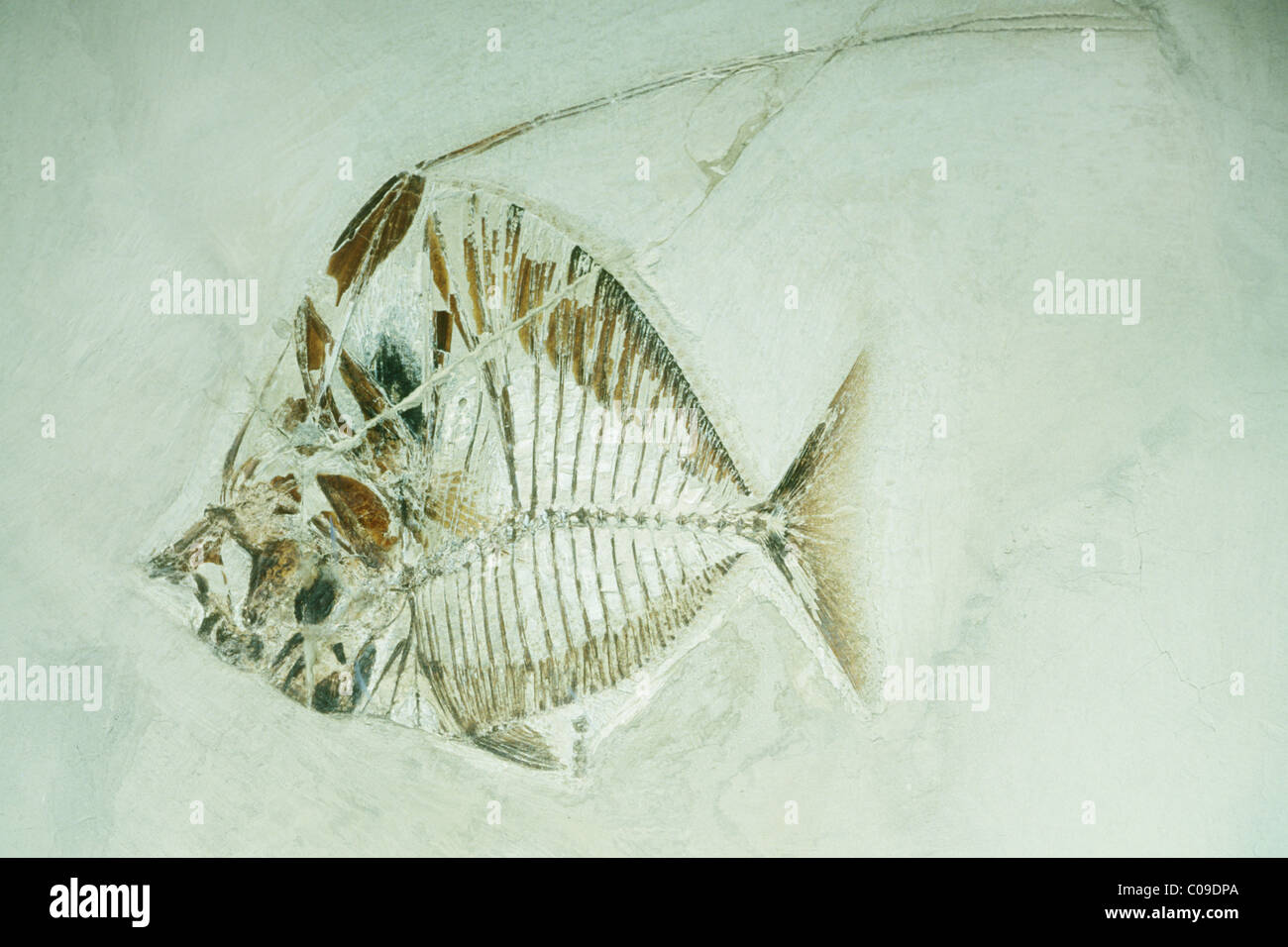 Fossil fishes hi-res stock photography and images - Alamy