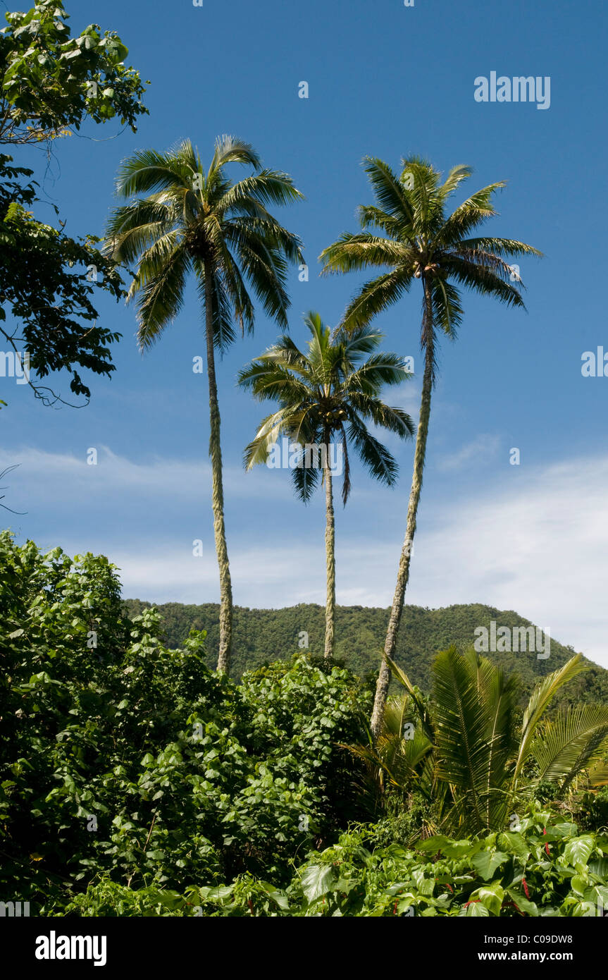 Private Takitumu Conservation Area is protecting the rare Kakerori on ...
