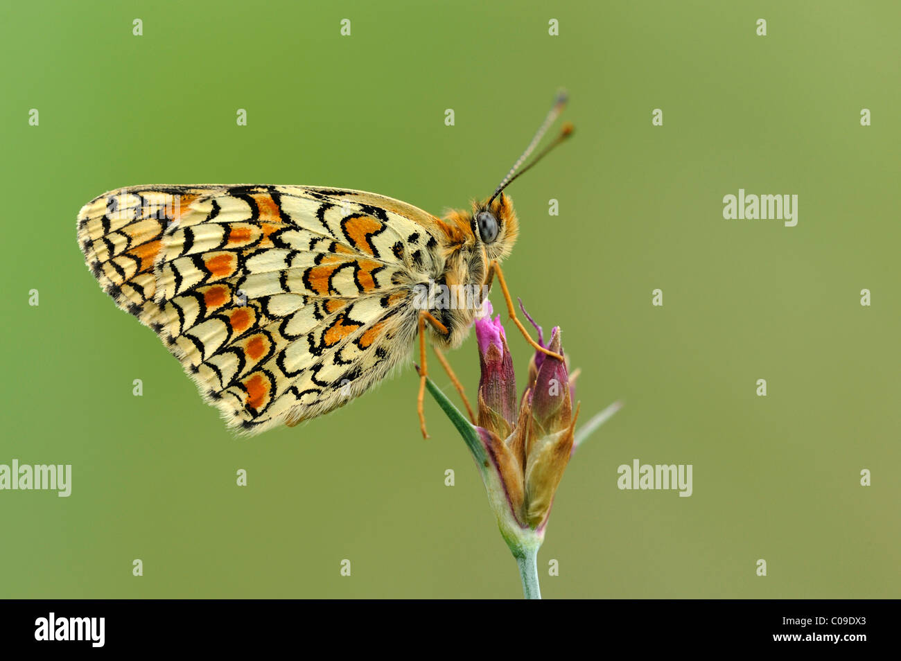 Spotted fritillary (Melitaea didyma Stock Photo - Alamy
