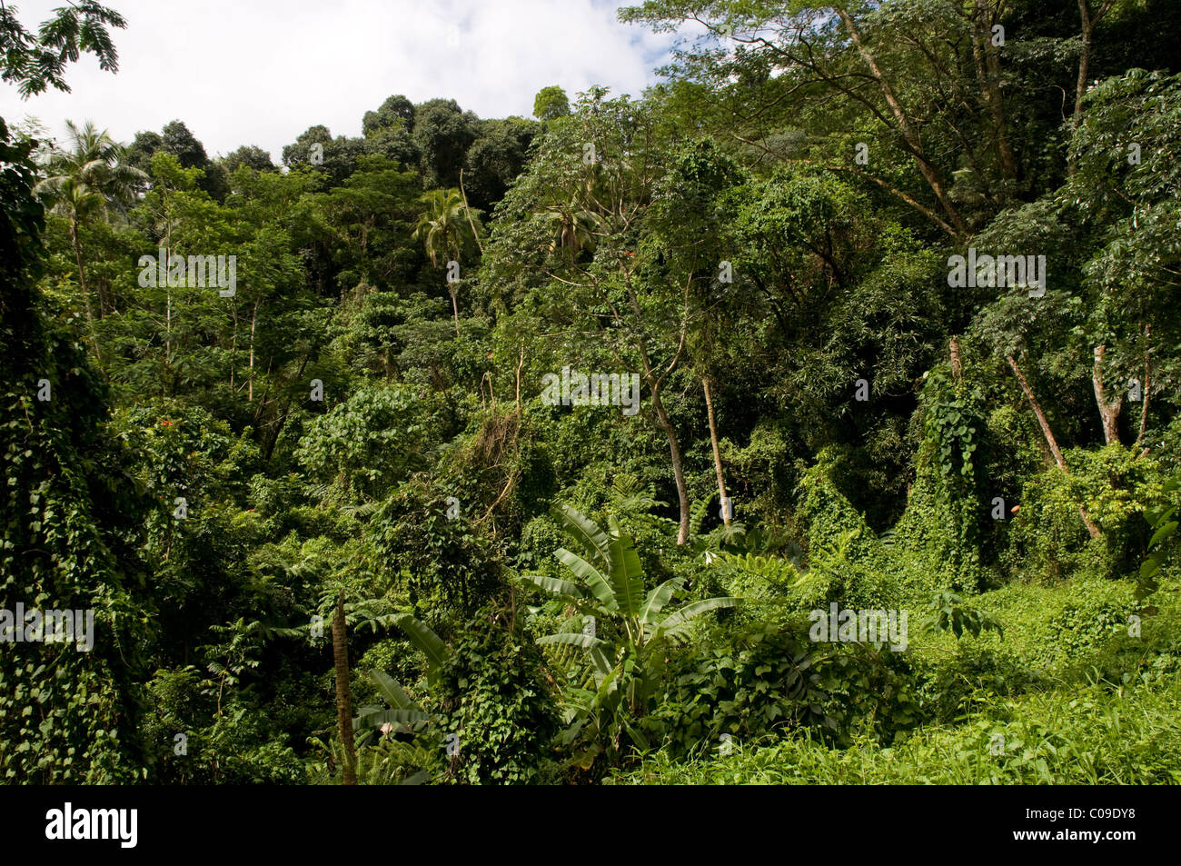 Private Takitumu Conservation Area is protecting the rare Kakerori on ...