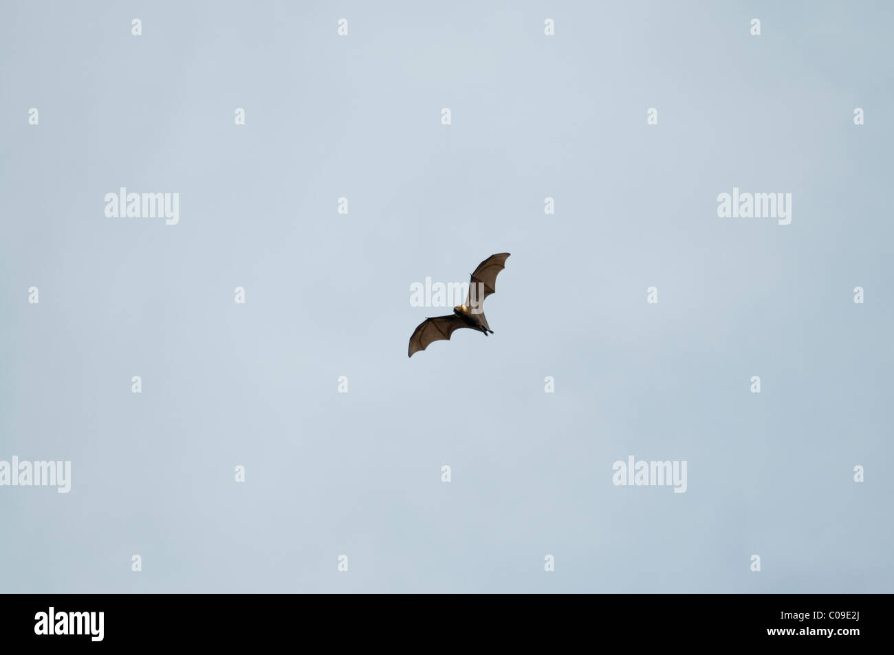 Tonga pacific hi-res stock photography and images - Alamy