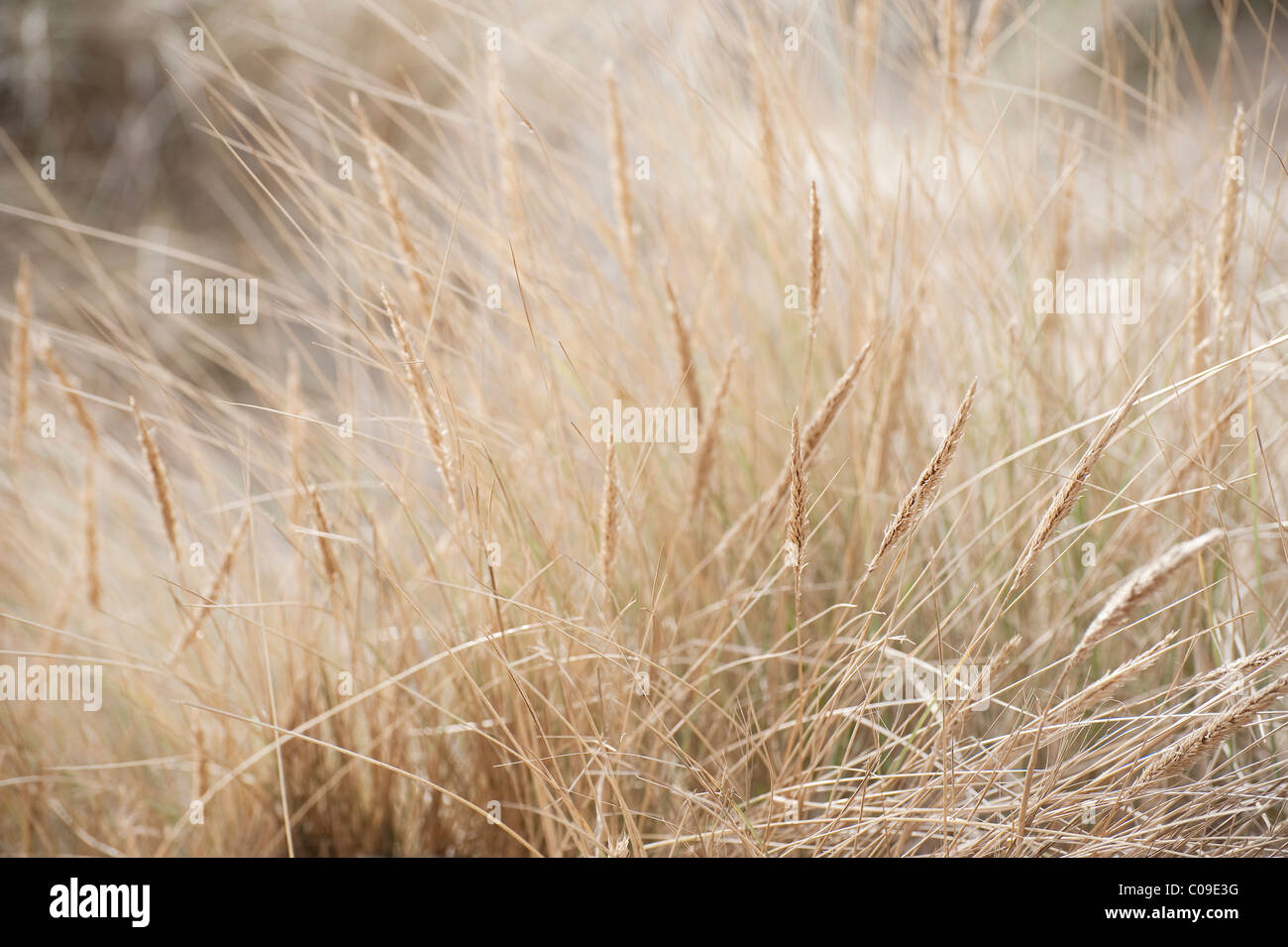 Nature natural grasses narrow depth of field camber sands hi-res stock ...