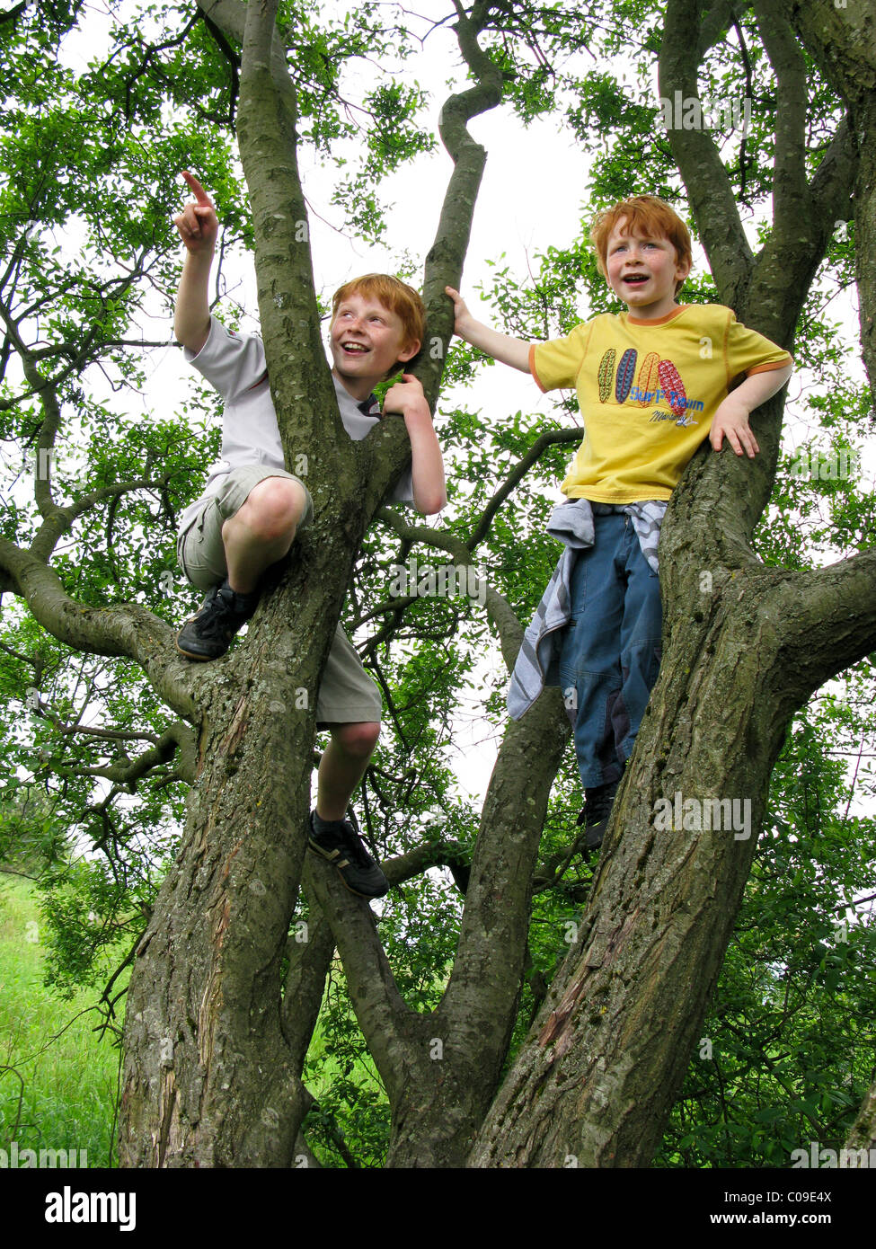 Two young boys climbing a tree playing Stock Photo - Alamy