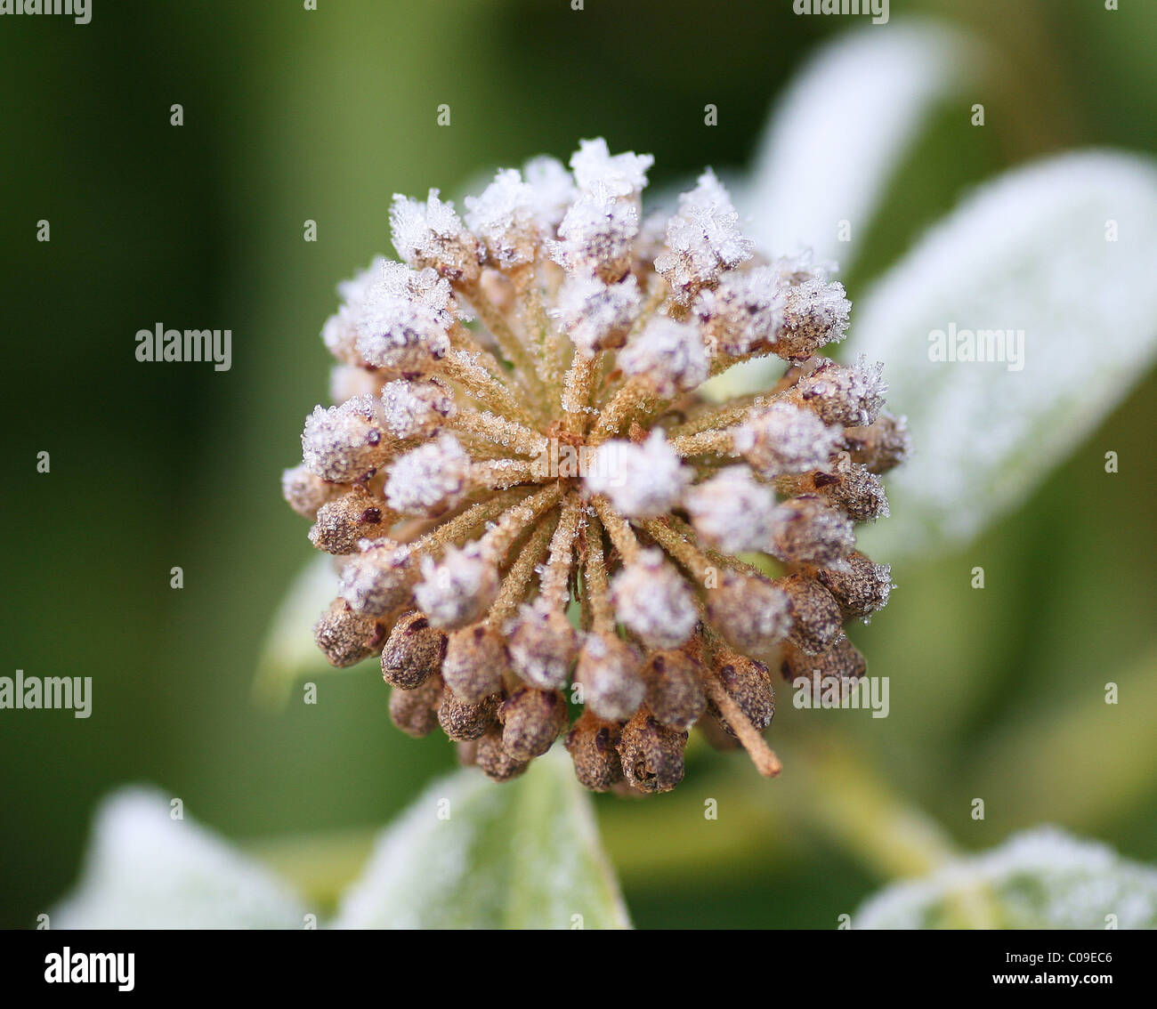 Close up of an Ivy (Hedera) flower covered in frost, England, UK Stock ...