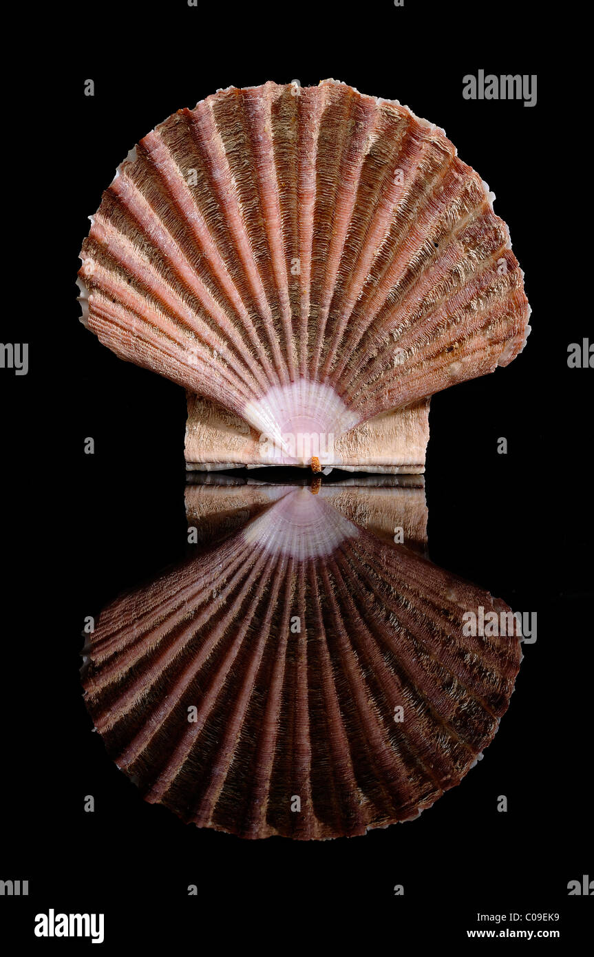 Pecten jacobaeus is a species of scallop, over black Stock Photo - Alamy