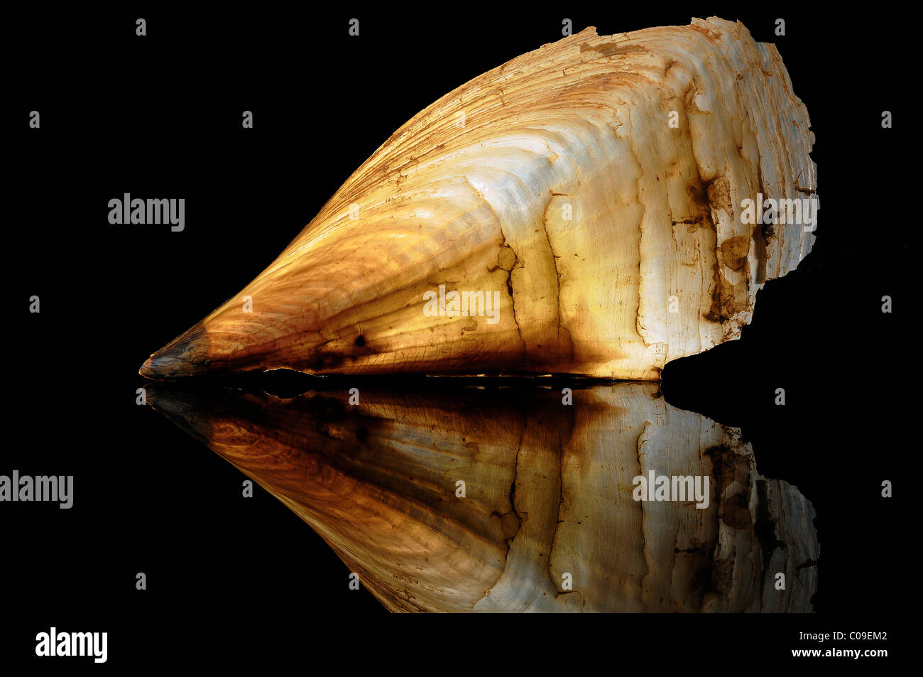 Pen shell hi-res stock photography and images - Alamy