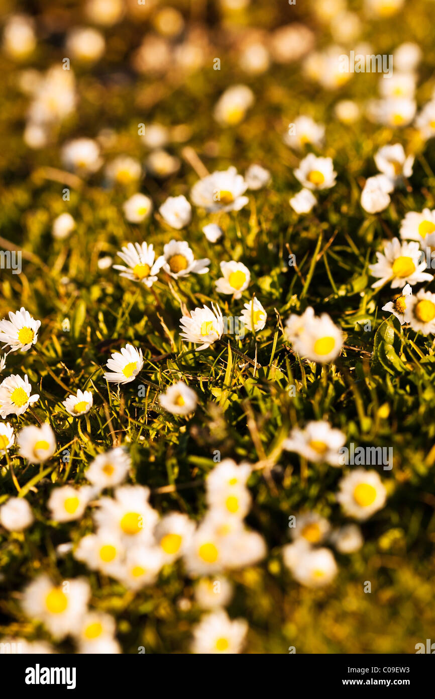 Flowery field hi-res stock photography and images - Alamy