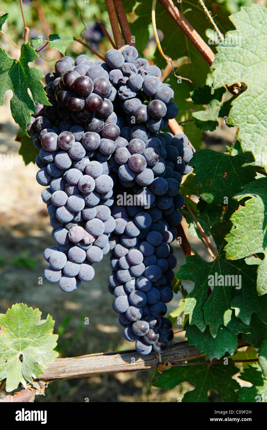 Barbaresco province alba asti cuneo hi-res stock photography and images ...