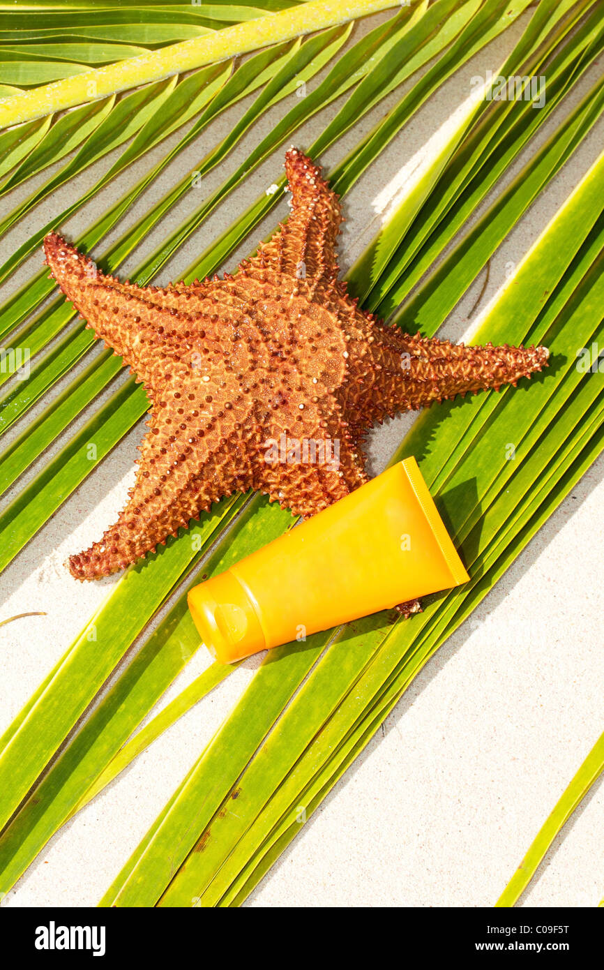 Sun starfish hi-res stock photography and images - Alamy