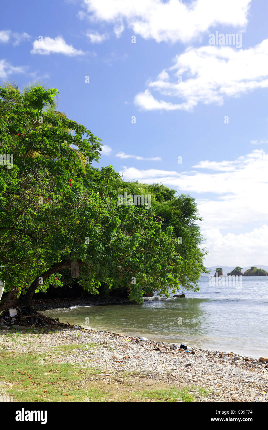 Atlantic tree hi-res stock photography and images - Alamy