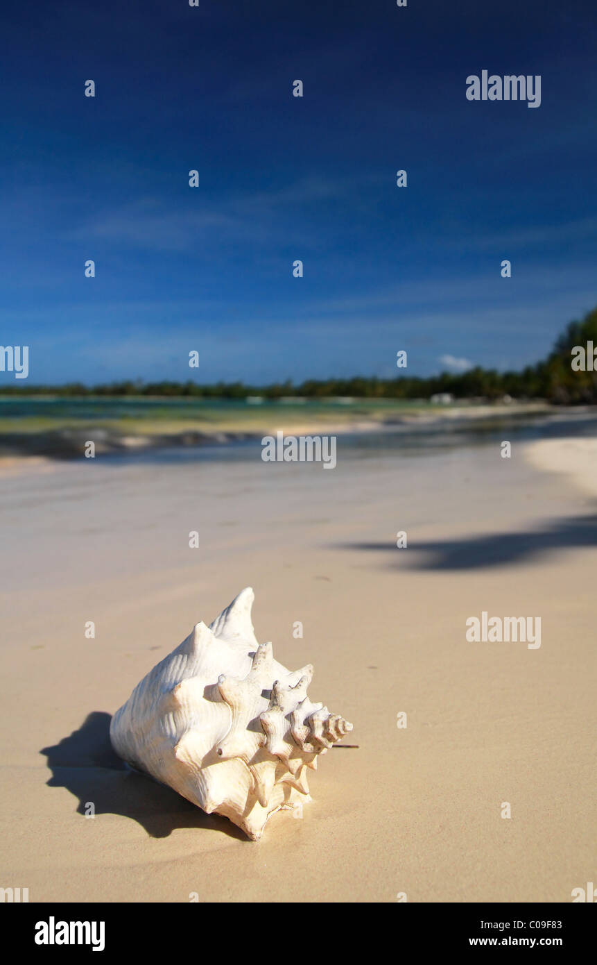 White seashell on a caribbean beach Stock Photo - Alamy