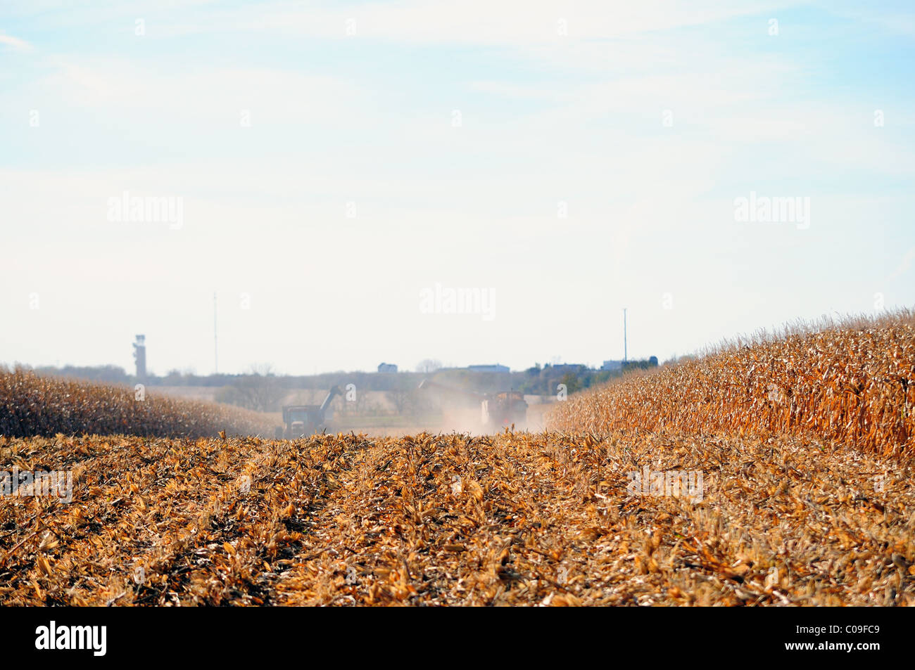 Harvesting equipment carves path through cornfield as it creates dust ...