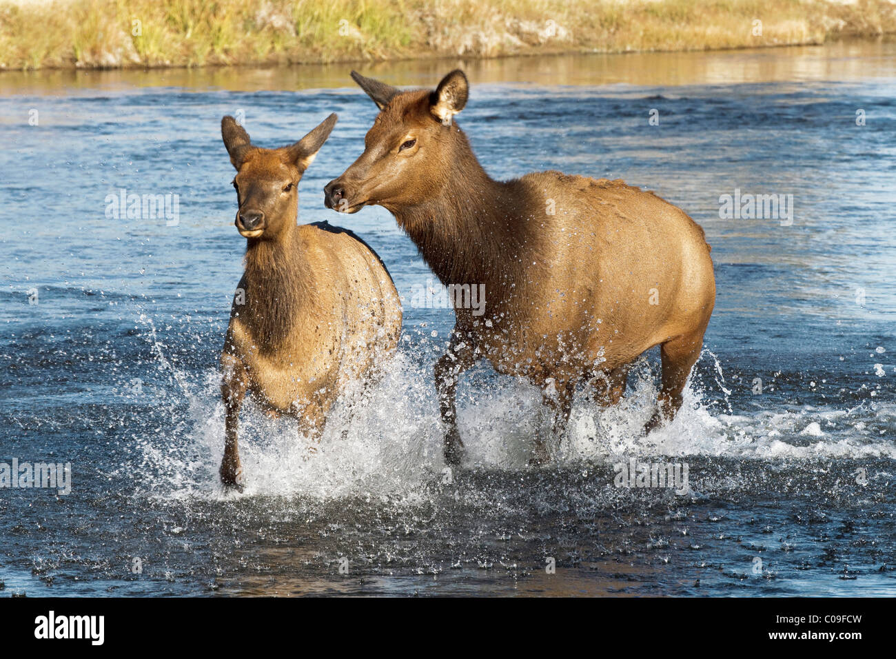 Female Elk chasing away yearling calf Stock Photo - Alamy