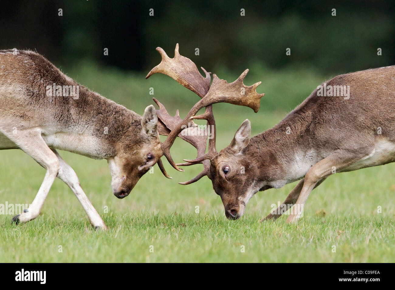 Antler clash hi-res stock photography and images - Alamy